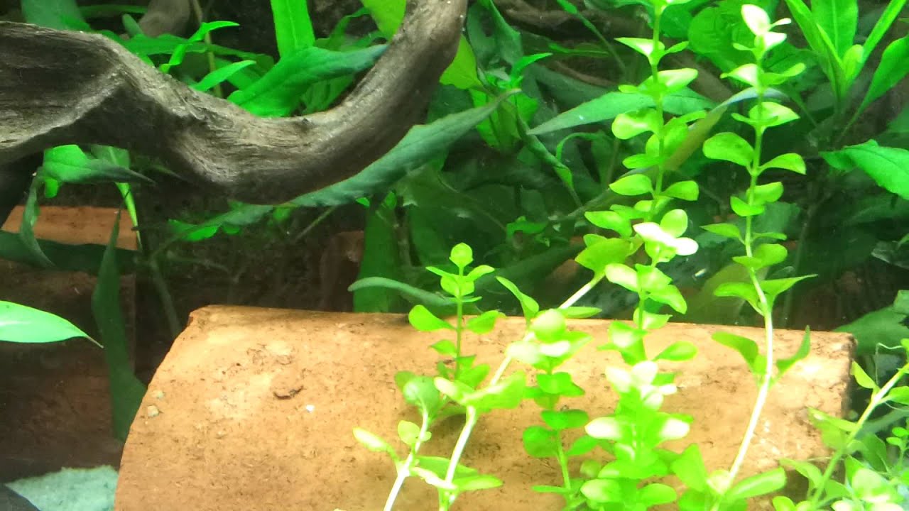 L - 264 Leporacanthicus joselimai (sultan pleco.) - YouTube