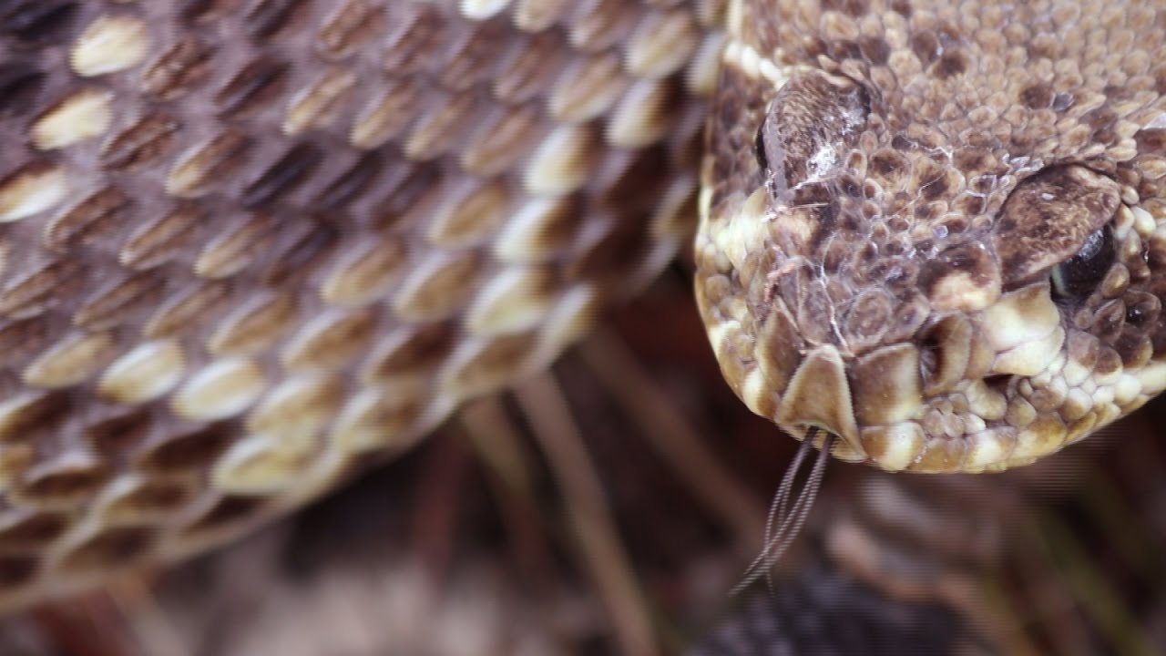 Sizing up giant rattlers
