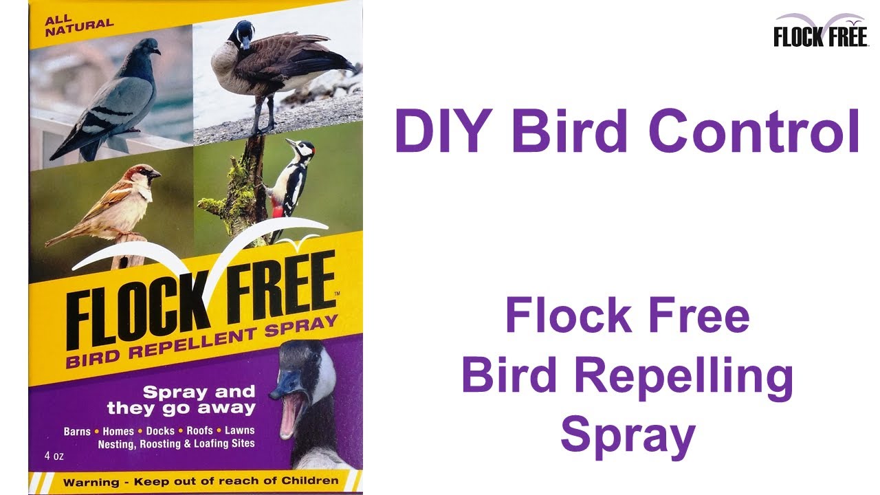 How to Get Rid of Pigeons, Geese, and Other Annoying Birds with Flock ...