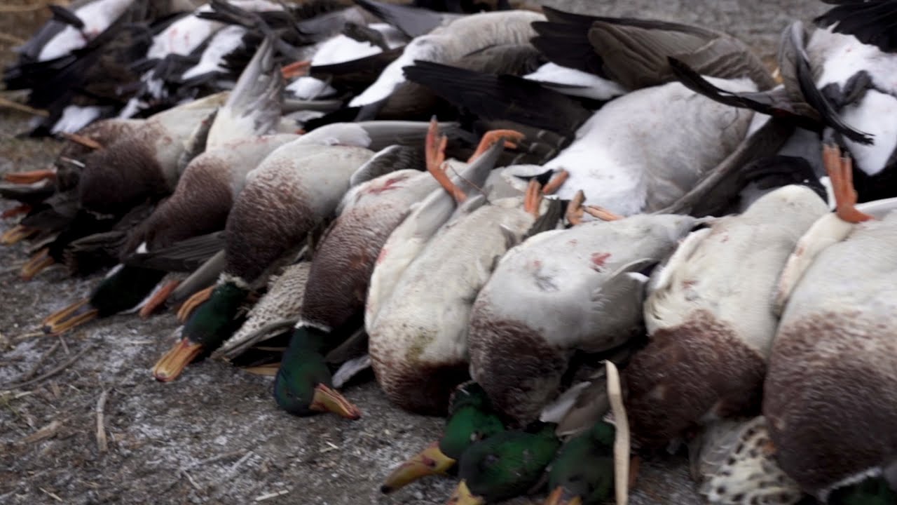 How to Butcher and Clean DUCKS after a HUNT: It's Easy! - YouTube