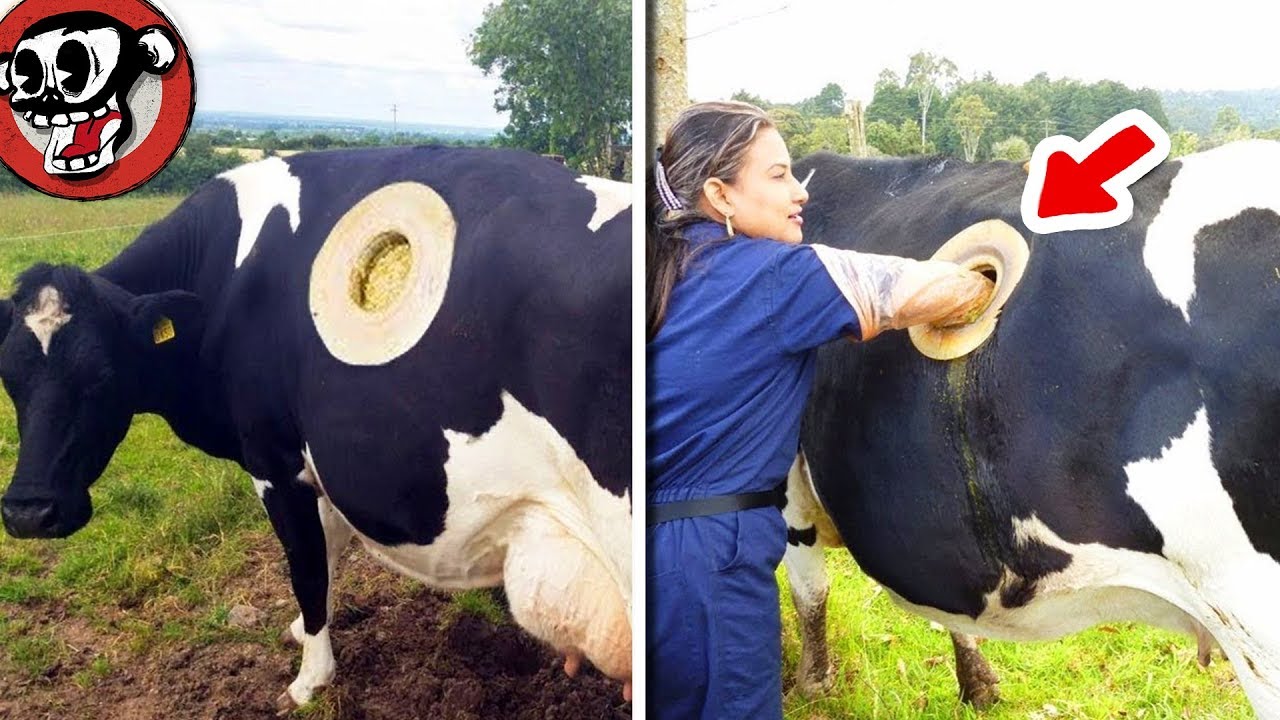 ¿por QuÉ Le Hacen Esto A Las Vacas Youtube