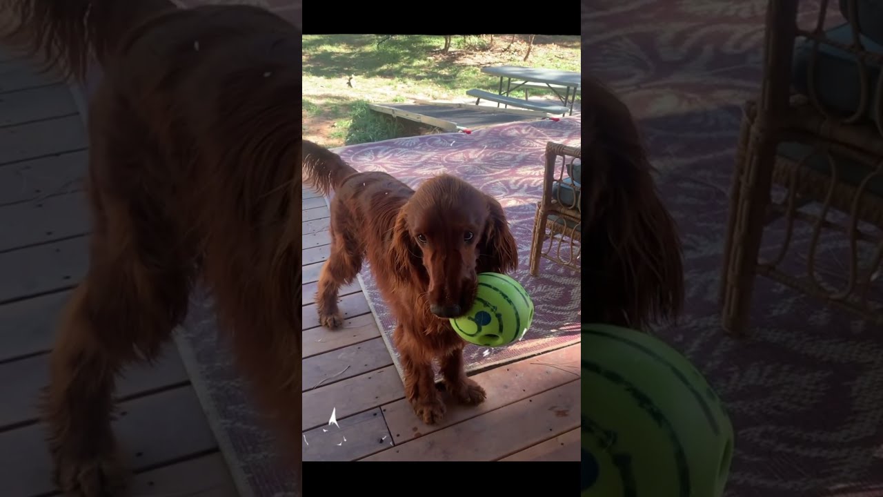 Irish setter dogs funny acts #shorts #Irishsetter - YouTube