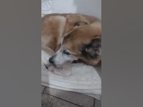 Meus cachorros descansando - YouTube