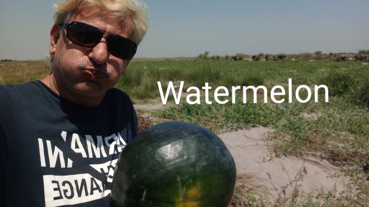 Watermelon Picking - Tarbooz - Save Nature - Brigadier Ka Bagh # ...