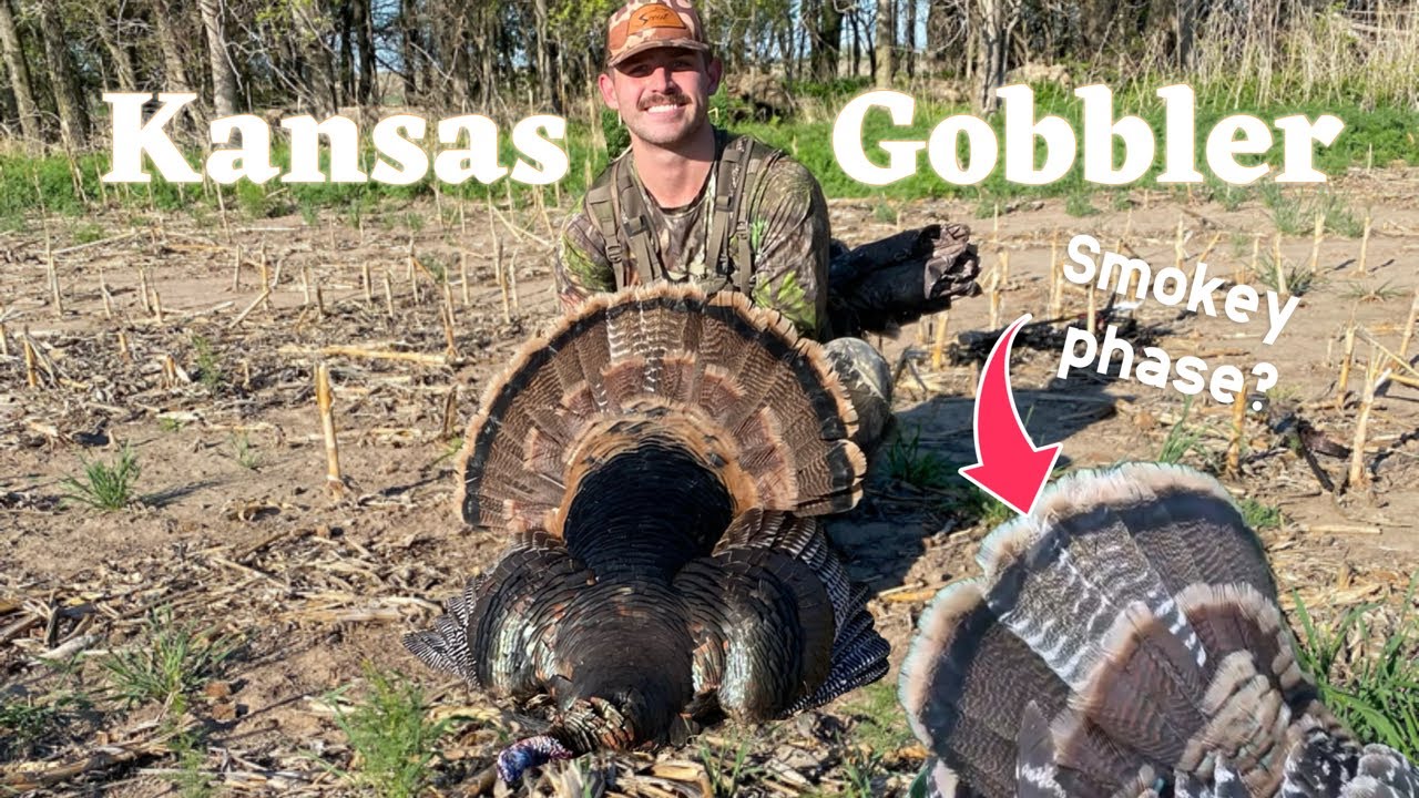 Chasing Kansas turkeys with a .410 (Fast action!) - YouTube