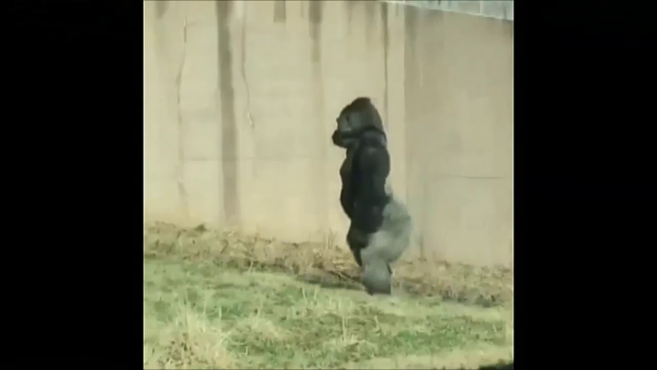 Video captures gorilla walking upright - YouTube