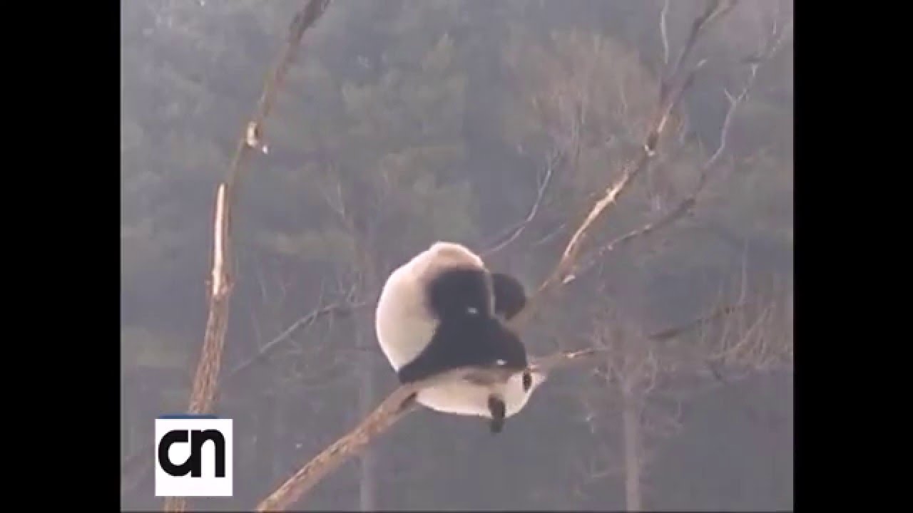 Real Life Kung Fu Panda shows Climbing Skills, Performs Stunts - YouTube