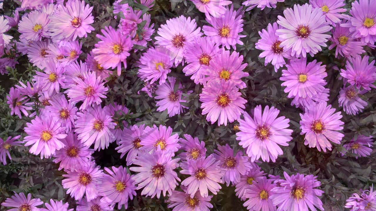 Madaras Gábor - Őszi rózsa, fehér őszi rózsa.../Hungarian Folks Songs ...