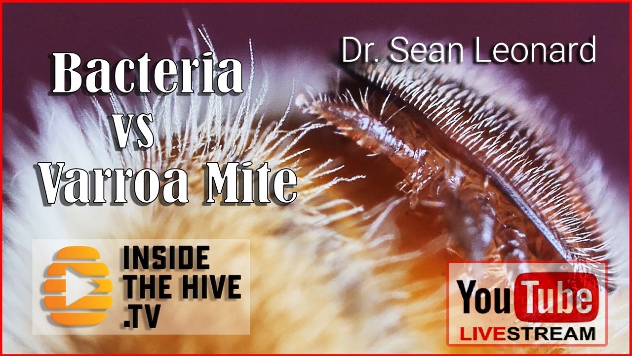 GMO bacteria protect honey bee health against varroa mite and viruses ...