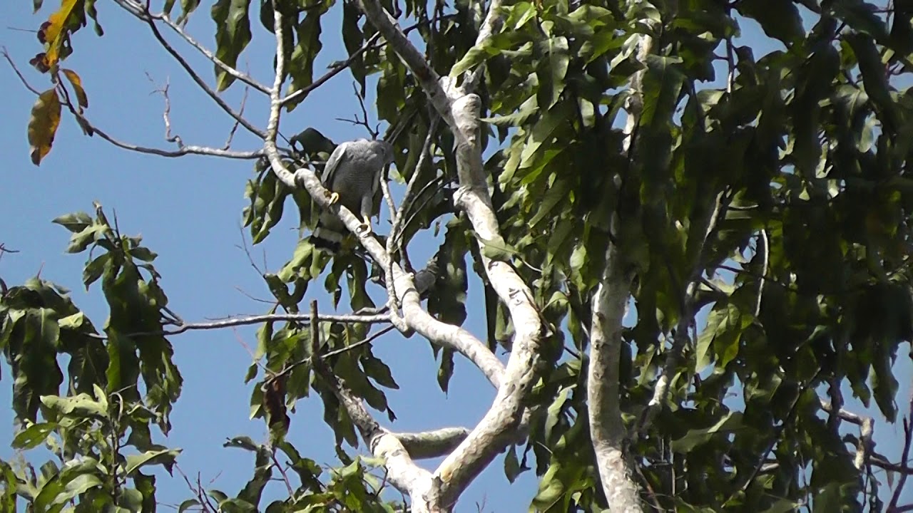 Buse cendrée (Buteo nitidus) / Gray-lined Hawk - Suriname © Nicolas ...