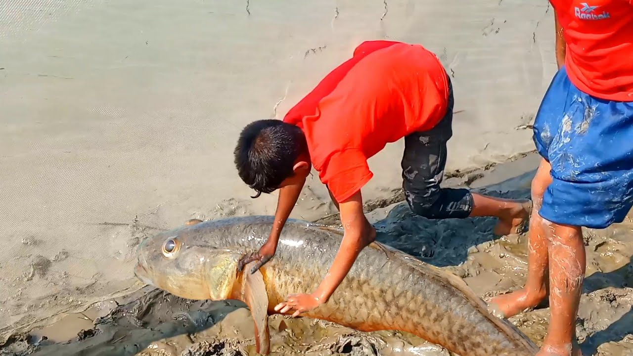 নদীতে গড়াজালে ছোট ছেলের বড় বাইলা মাছ ধরার ম্যাজিক||Big Baila fishing ...