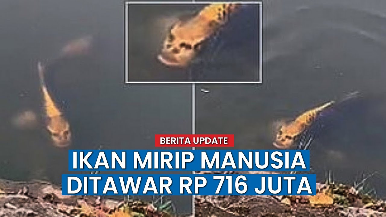 Ikan yang Mirip Wajah Manusia Sempat Viral, Kini Ditawar Rp 716 Juta ...