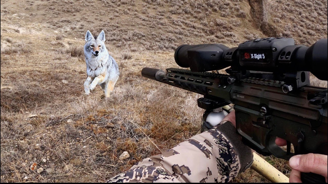 FACE-TO-FACE With 15 Aggressive Coyotes! Epic Close-Range Predator ...