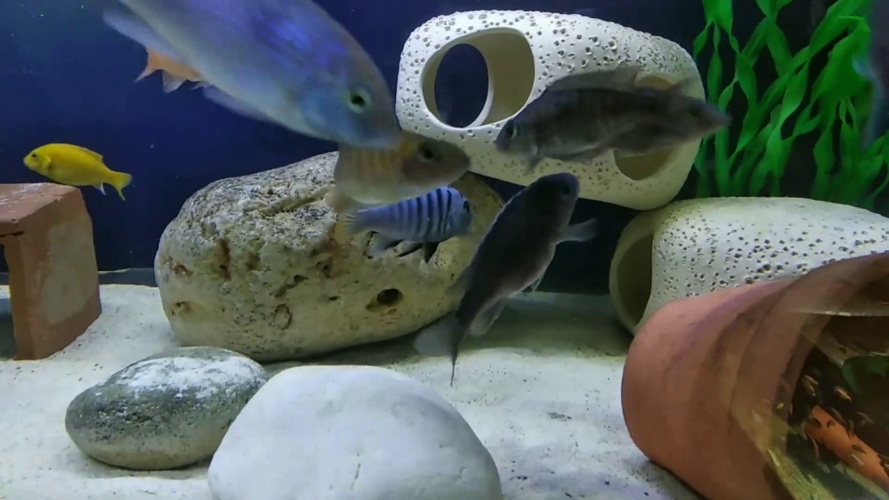 افرا ريد توب زيبرا | Cynotilapia afra red top zebra - YouTube