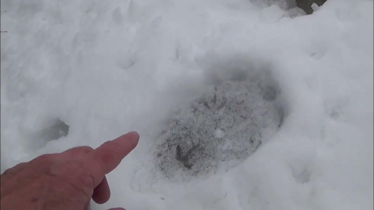 Bear Tracks in the Snow?...How to Recognize Bear Tracks - YouTube
