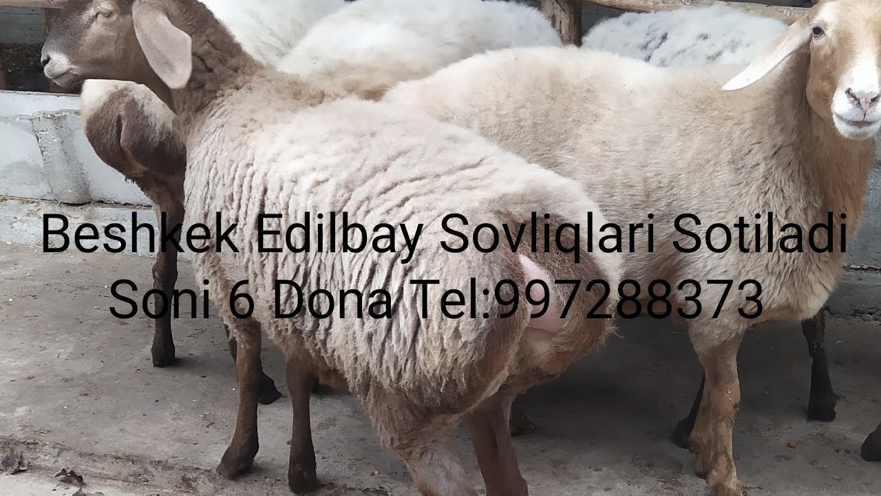 Beshkek.Edilbay Sovliqlari Keldi Shoshiling Tel:997288373 - YouTube