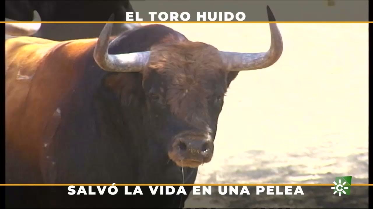 Cómo salvar la vida de un toro cuando hay una pelea en el campo - YouTube