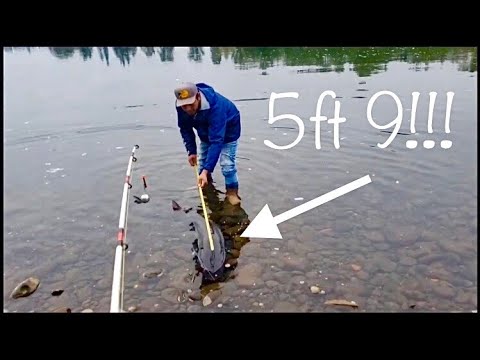 STURGEON BRAKES MY REEL | Sturgeon Rig | Willamette River | Oregon ...