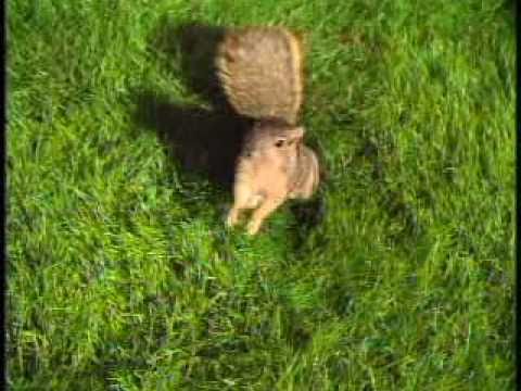 LeafGuard Gutters Commercial Squirrels Fight Back - YouTube