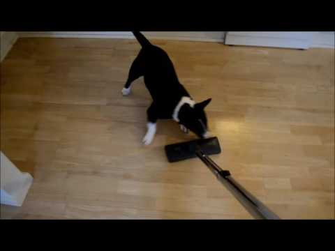 Straight Attack On The Vacuum Cleaner Part 2 - YouTube