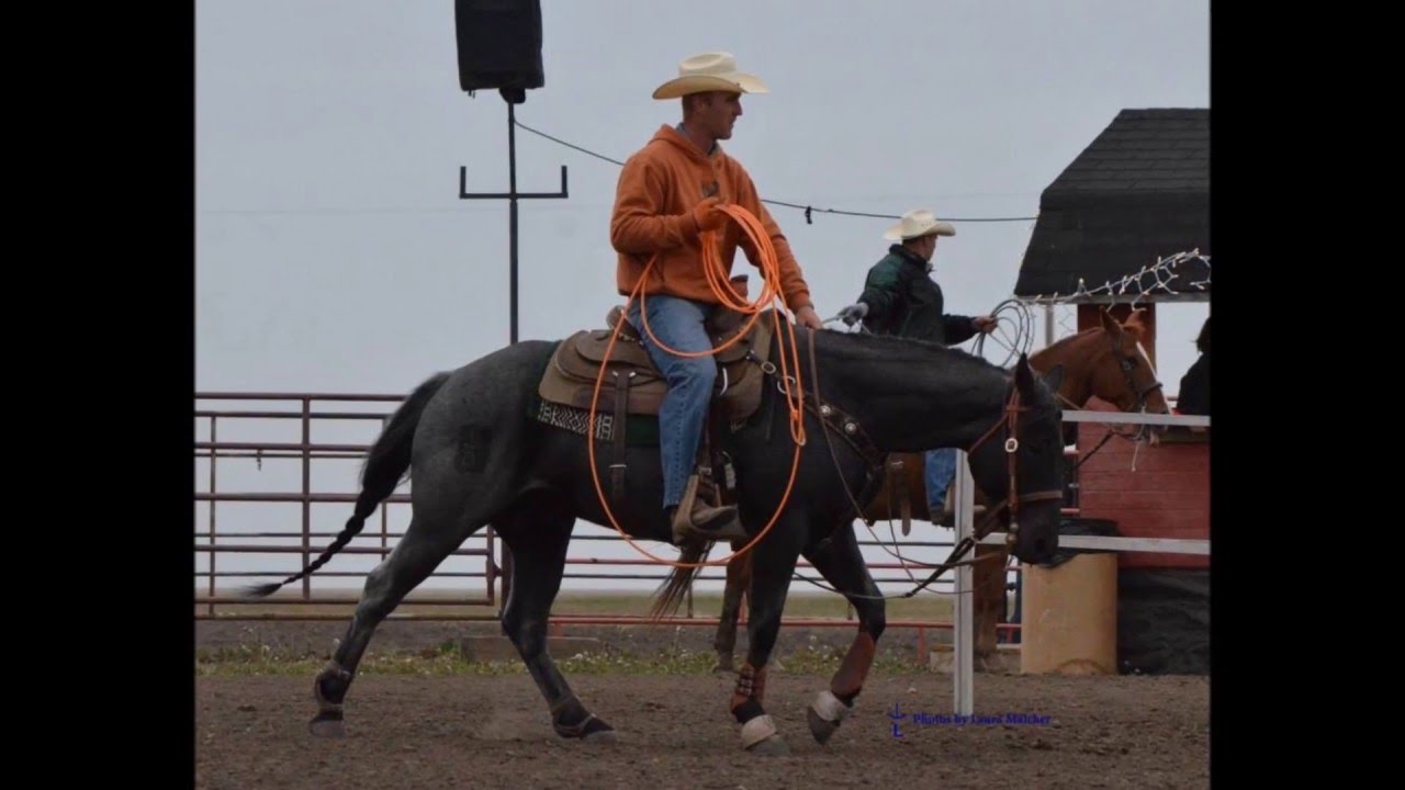 Rabbit-AQHA Blue Roan Gelding - YouTube