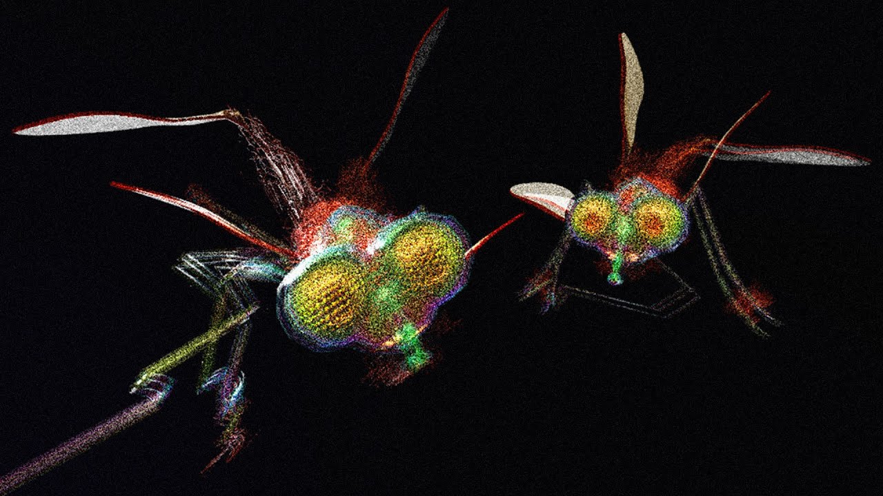 Freedom Shapes - Two Flies - YouTube