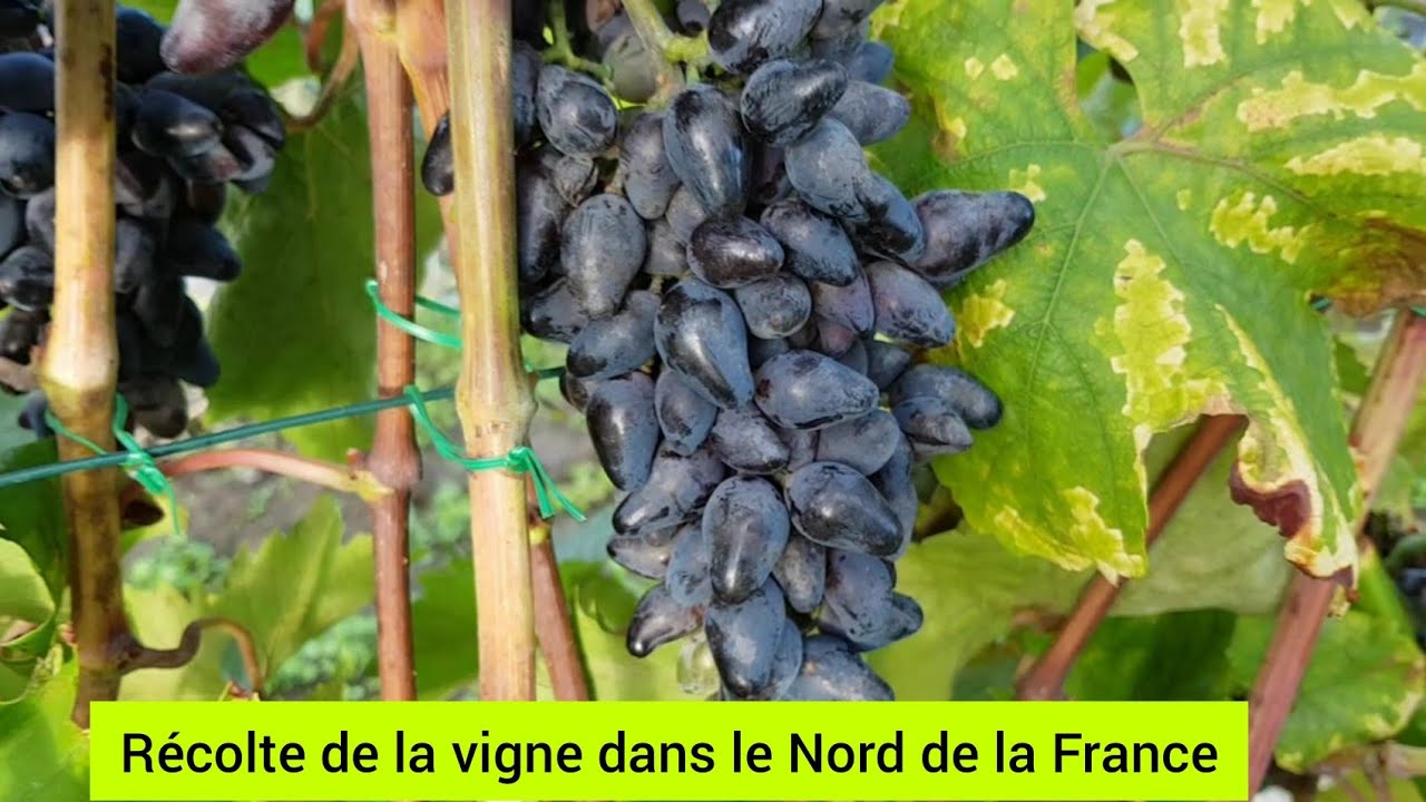 La récolte du Muscat de Hambourg, du Muscat bleu, de la variété Philpp ...