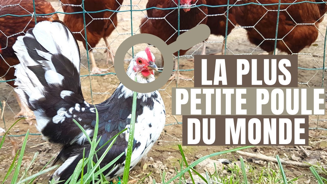 LES PLUS PETITES POULES DU MONDE !!! (Mes nouveaux arrivants) - YouTube