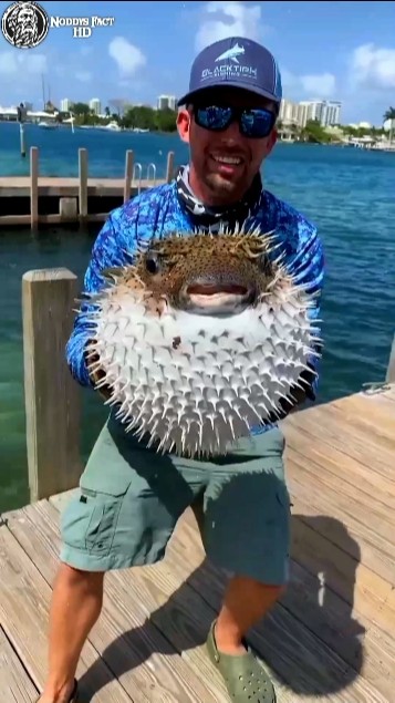 Puffer fish #science #sciencefacts - YouTube