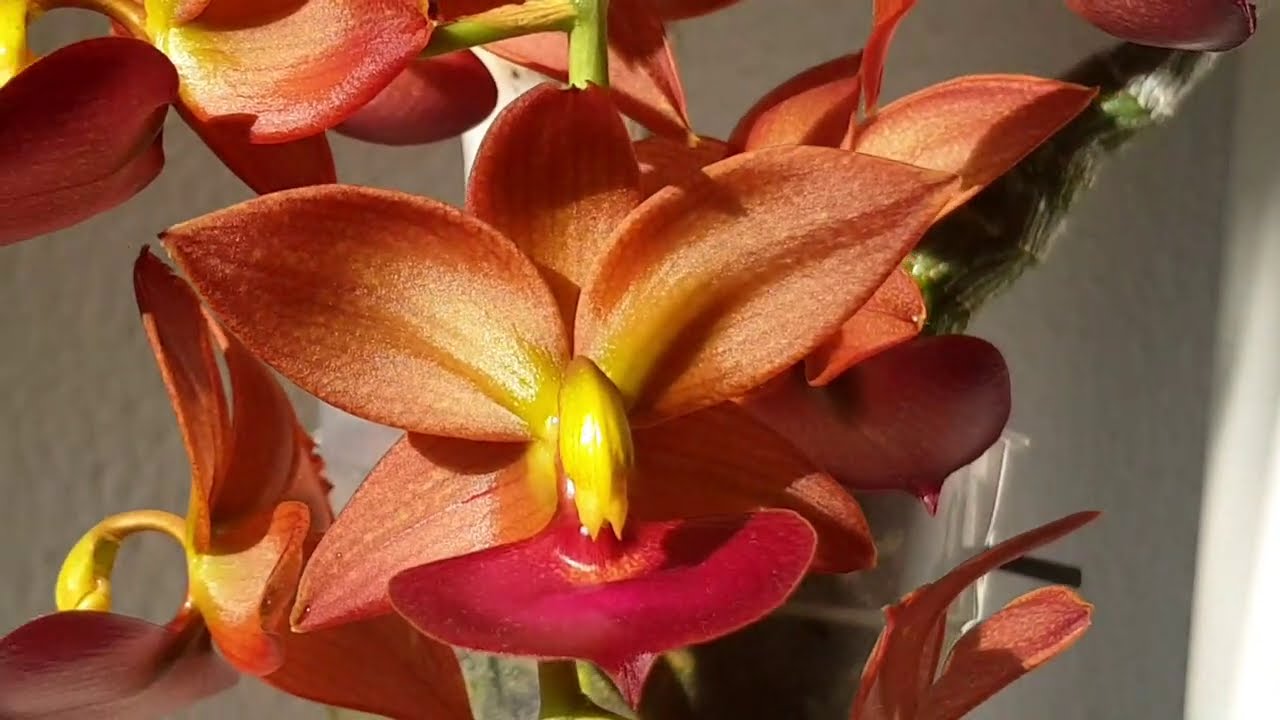 Цветение Cycnodes Taiwan Gold 'Orange' - YouTube