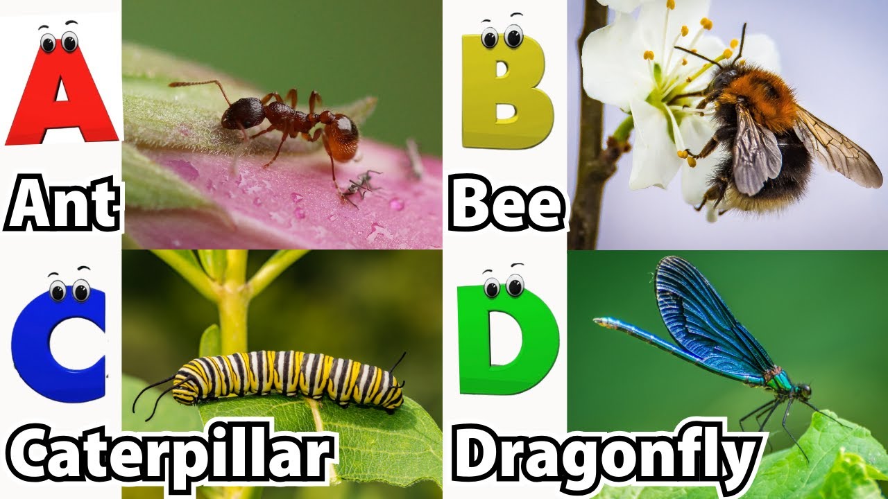 Abc Insect Song | A to Z Insects Song | Insects Alphabet song | Phonics ...