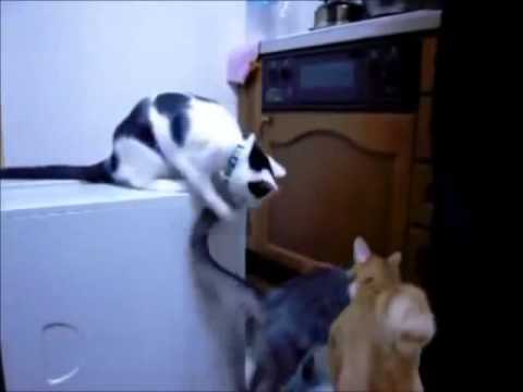 Playful Kitty  :)  / Şakacı kedi :)