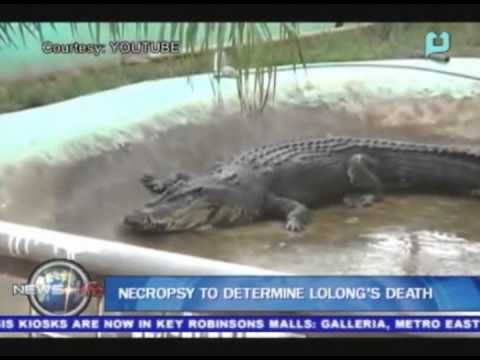 Necropsy to determine Lolong's death - YouTube