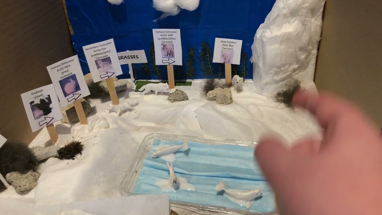 Arctic Tundra diorama - YouTube