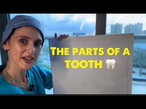 Parts of a tooth so you can protect it as a whole! #viral #teeth #tiktok #youtube