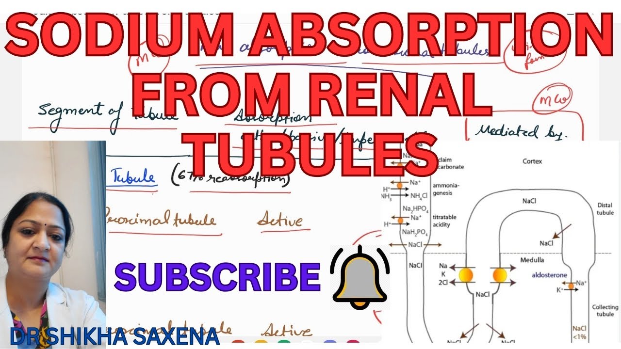 Sodium absorption from renal tubules- different segments and their role ...