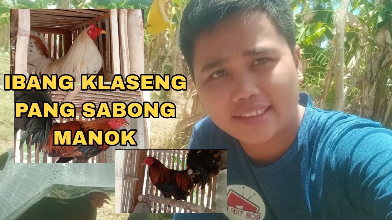 PANG SABONG MANOK HYBRID | @BeLentotVlogger113 #manok #asmr #viral ...