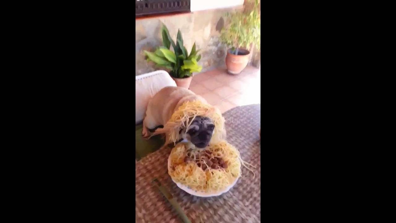 Meet the pug who loves spaghetti - SPUGHETTI - YouTube