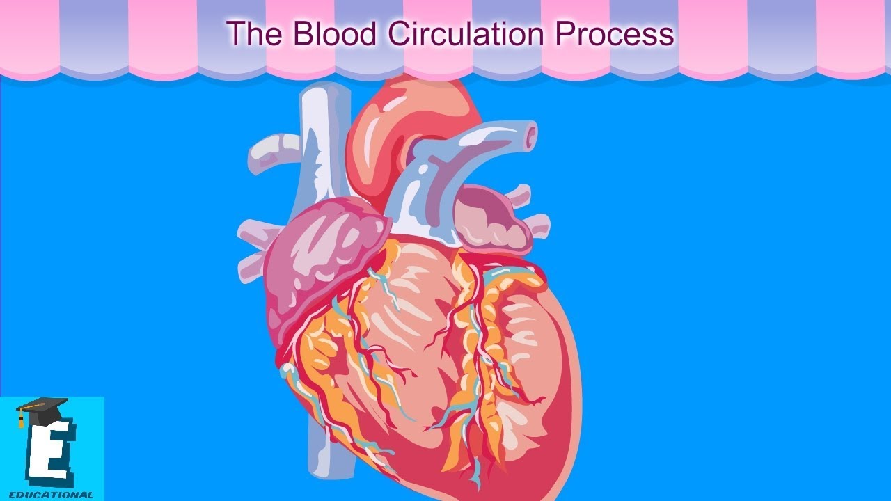 The Blood Circulation Process Learn for Children and Kids | EDUKID ...