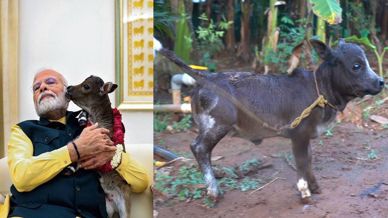 PM Modi Welcomes New Calf ‘Deepjyoti’ at Lok Kalyan Marg Residence ...