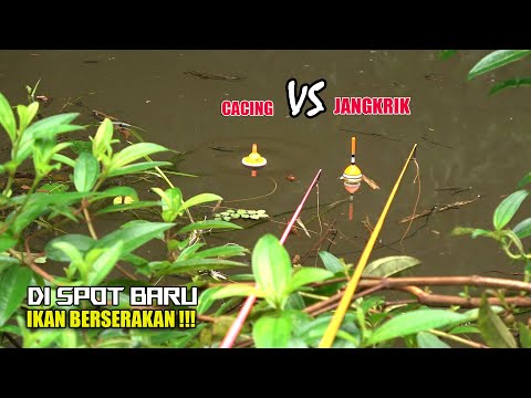 Mampus kelabakan!!! Mancing dua joran di spot baru rawa pedalaman #SG-205