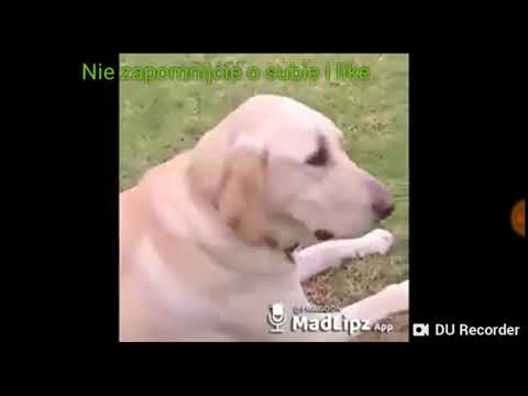 Najlepszy polski madlips