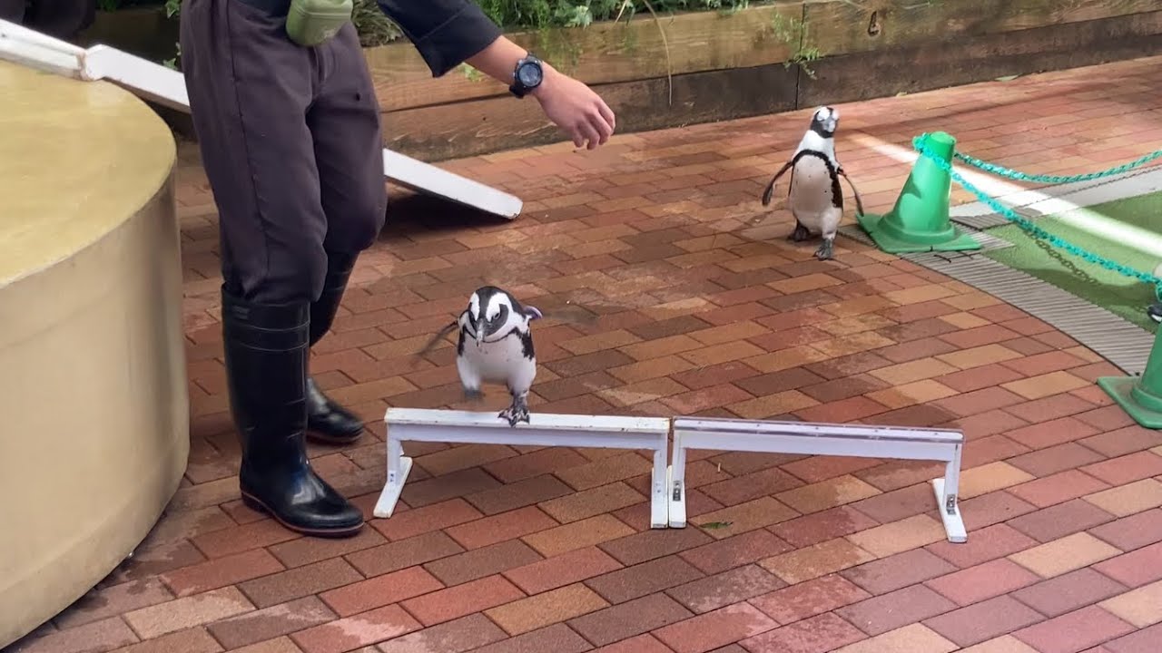 ケープペンギンの障害物競走 マクセルアクアパーク品川 African Penguin Obstacle Race - YouTube
