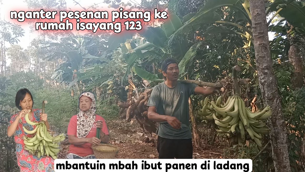 Keladang mbantu mbah ibut panen singkong & pisang sekalian ngantar ke ...