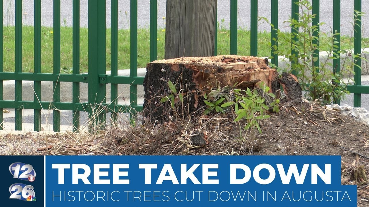 City chops down some of Augusta’s most historic downtown trees - YouTube