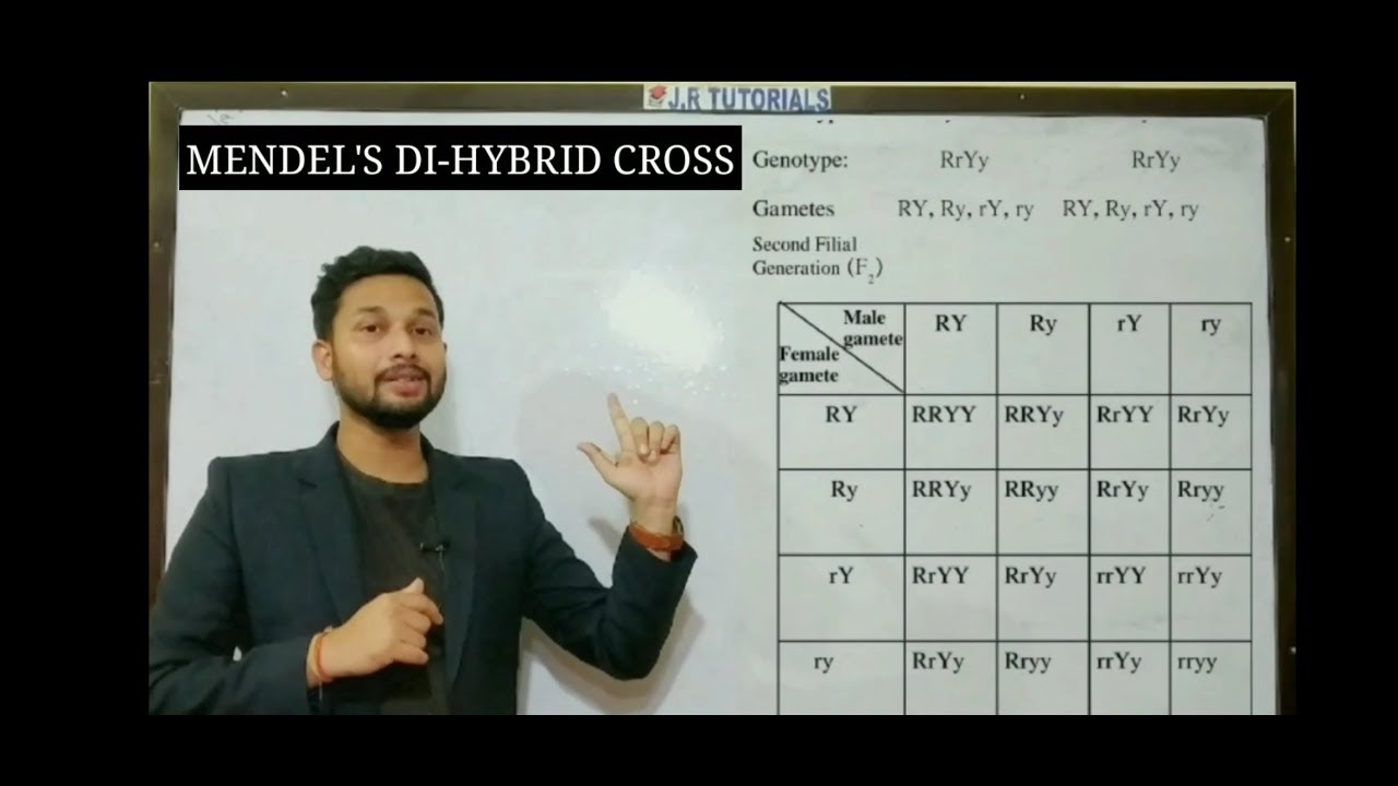 Mendel's Dihybrid Cross | Mendel's Experiment | Science Biology | Class ...