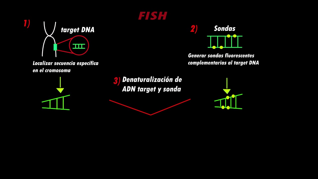 técnica FISH - YouTube