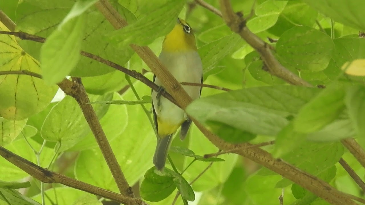 Swinhoe’s White-eye (Zosterops simplex) formerly Oriental White-Eye ...