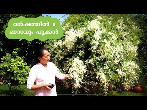 സുഗന്ധമുള്ള മണിമുല്ല പൂത്തുലഞ്ഞപ്പോൾ| വർഷത്തിൽ 6 മാസവും പൂക്ക ...