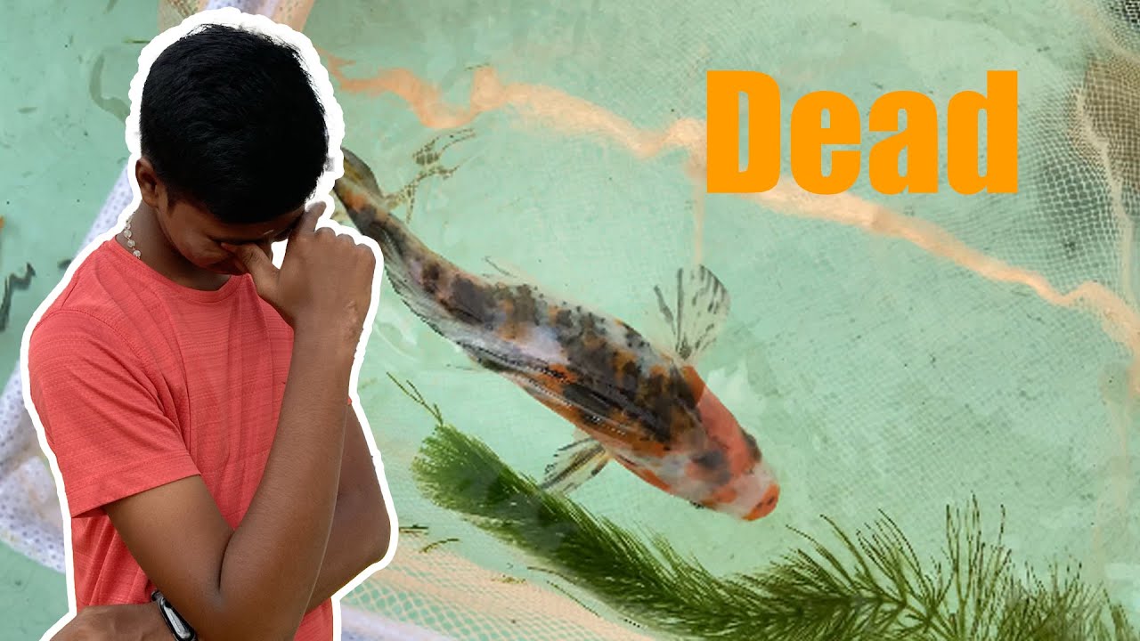I Bought a Japanese Koi and its Lost!!! Very sad - YouTube